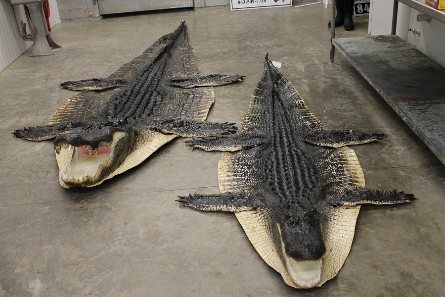 Cordray's: Alligator Rugs!