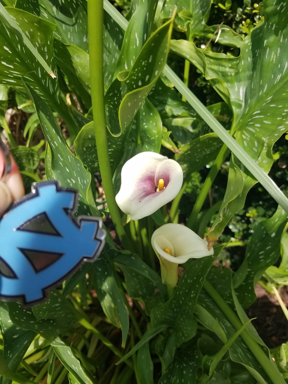 AP Biology Summer Assignment: Stigma & Style of Carpel