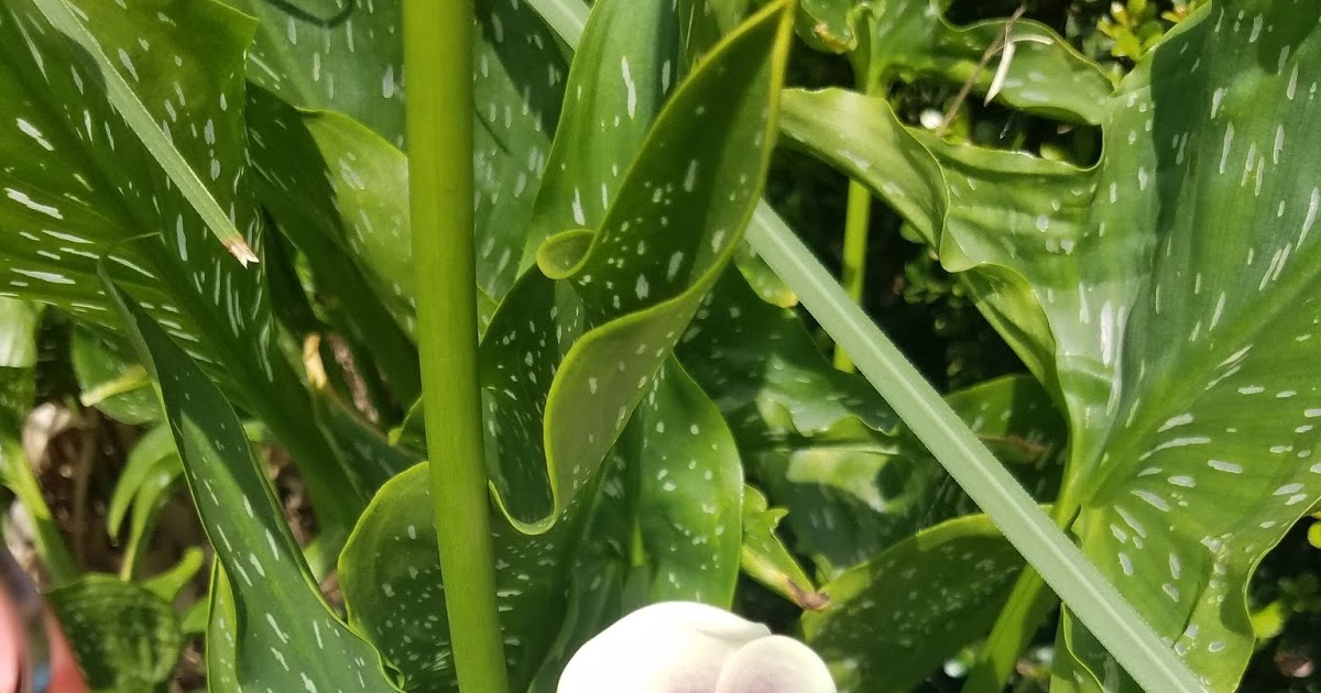 AP Biology Summer Assignment: Stigma & Style of Carpel