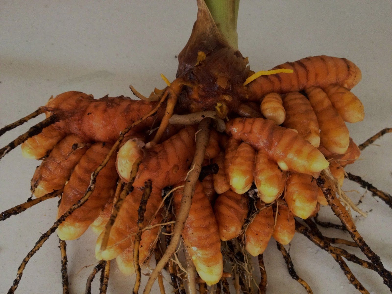 ANPP Animales y Plantas de Perú: Palillo - Cúrcuma longa