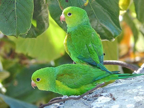 lost in Mato Grosso: I'd rather be photographing birds - juvenile Plain ...