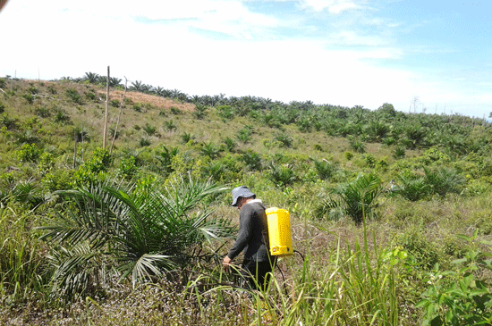 LAMAN TERKINI KOPERASI PEKEBUN KECIL LARUT MATANG BERHAD: KHIDMAT ...