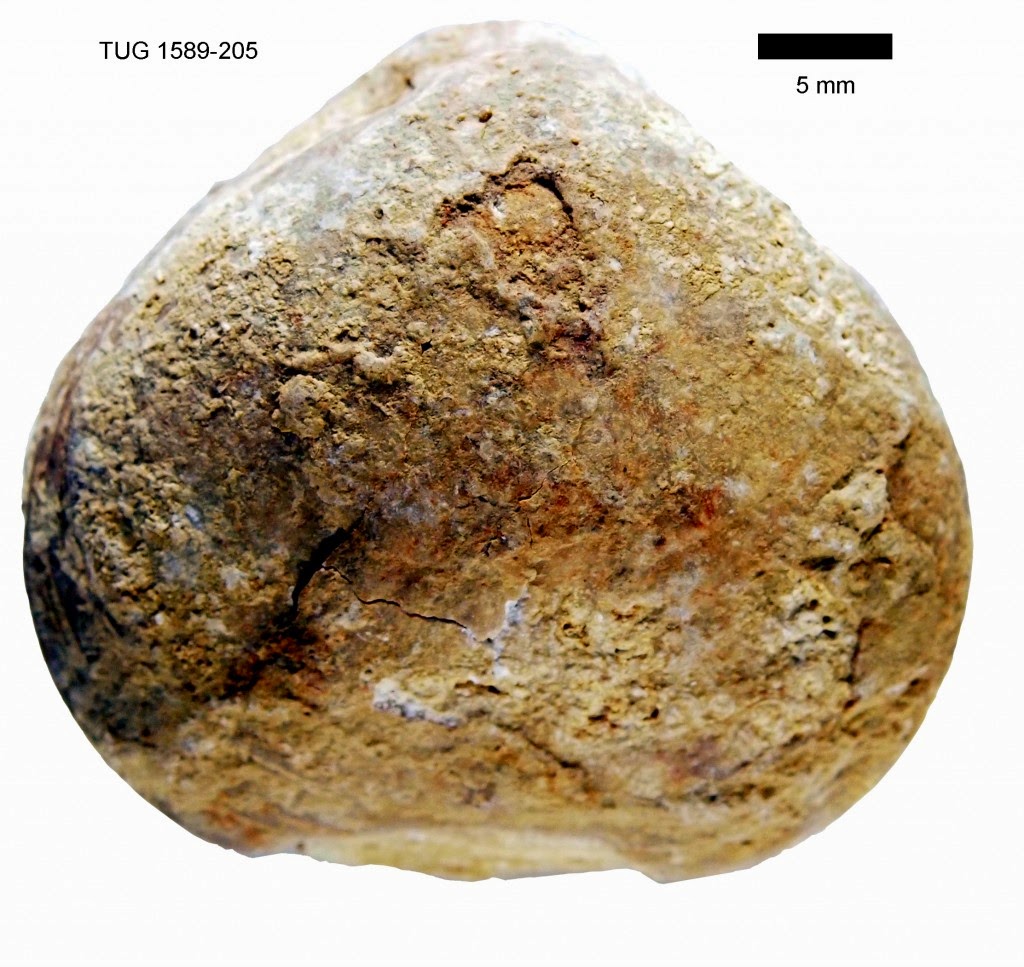 Variety of Life: Pentamerida