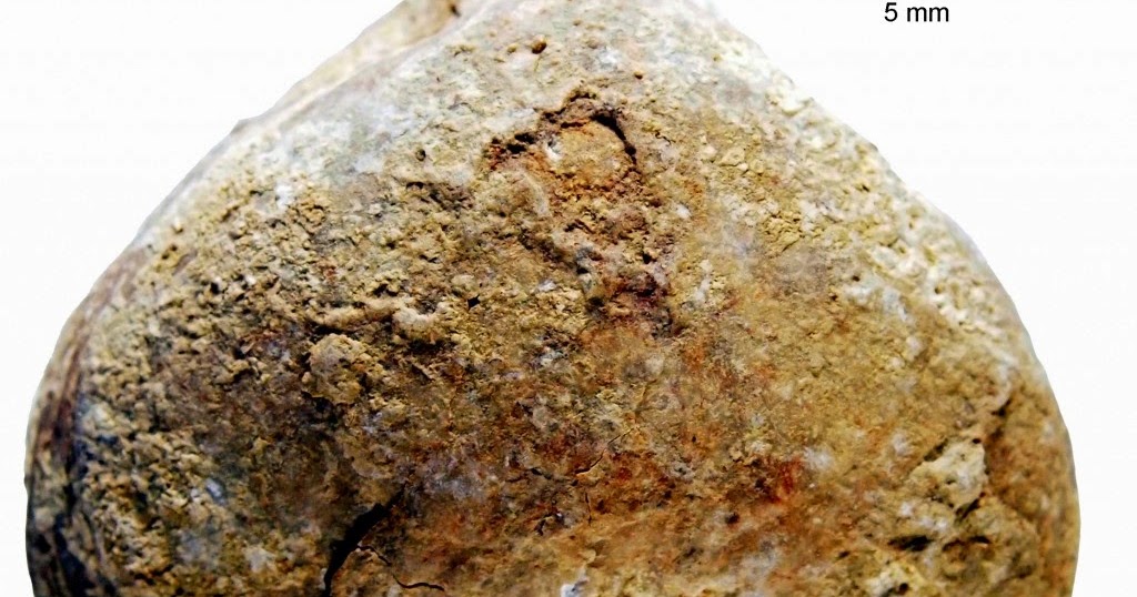 Variety of Life: Pentamerida