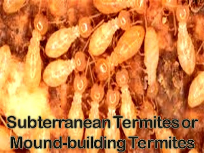 National Committee on Urban Pest Control Training Institute: TERMITE ...
