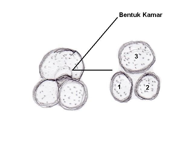 Foraminifera Planktonik | Aka