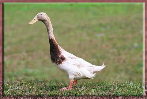 羅: 褐色菜鴨(Brown Tsaiya Duck) 和 番鴨（Muscovy, Cairina moschata）
