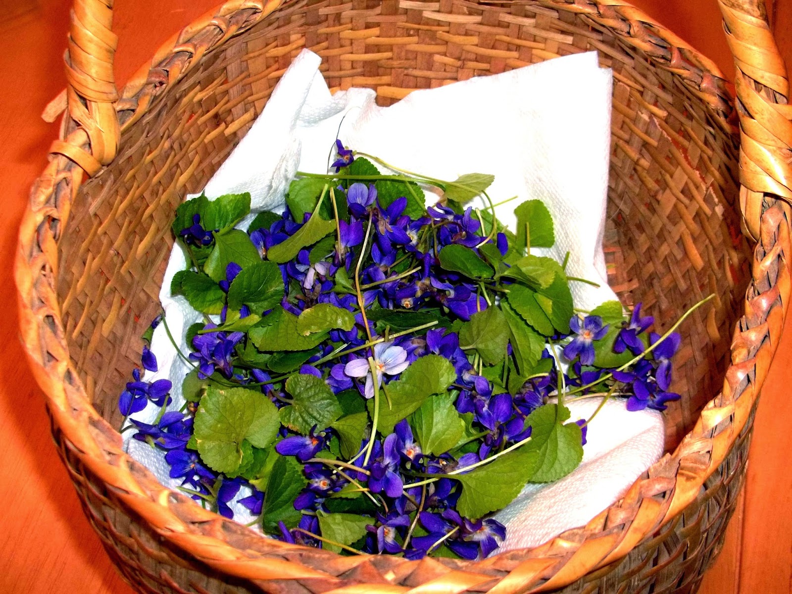 Uses For Wild Violets - Catholic Homemaking
