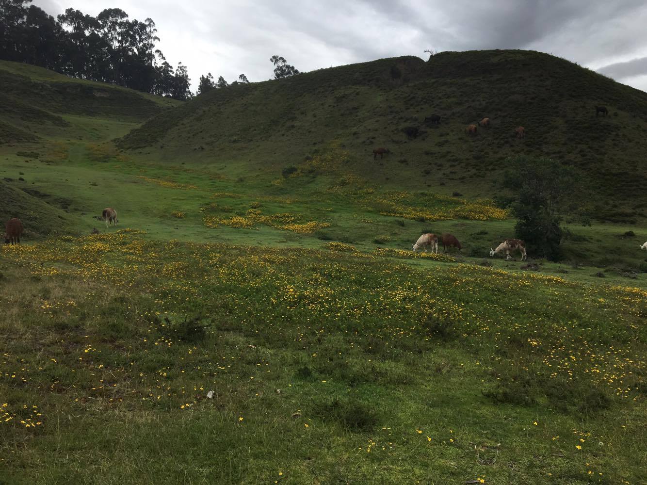 Parque Arqueológico Cochasquí: Información del parque: