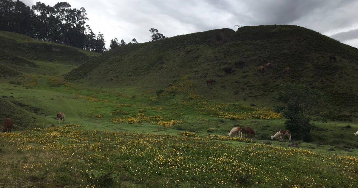 Parque Arqueológico Cochasquí: Información del parque:
