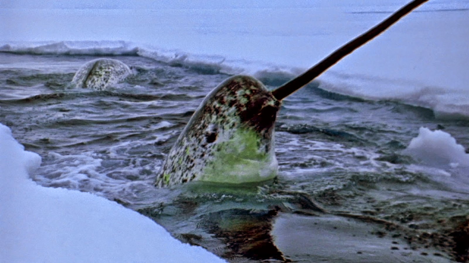 NARWHAL photos - wallpapers | the fun bank