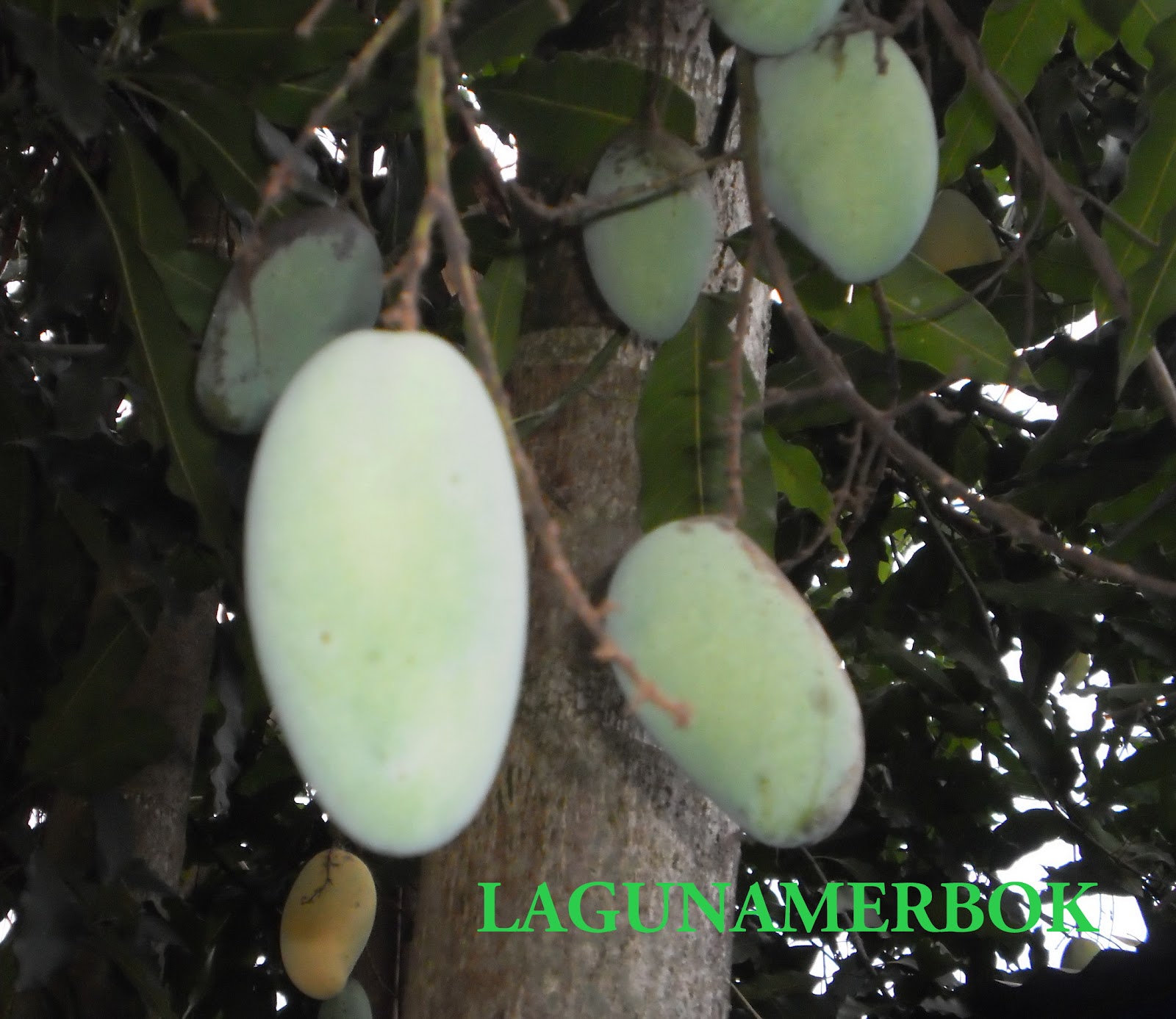 LagunaMerbok: Musim Pelam Siam Di Kampung.