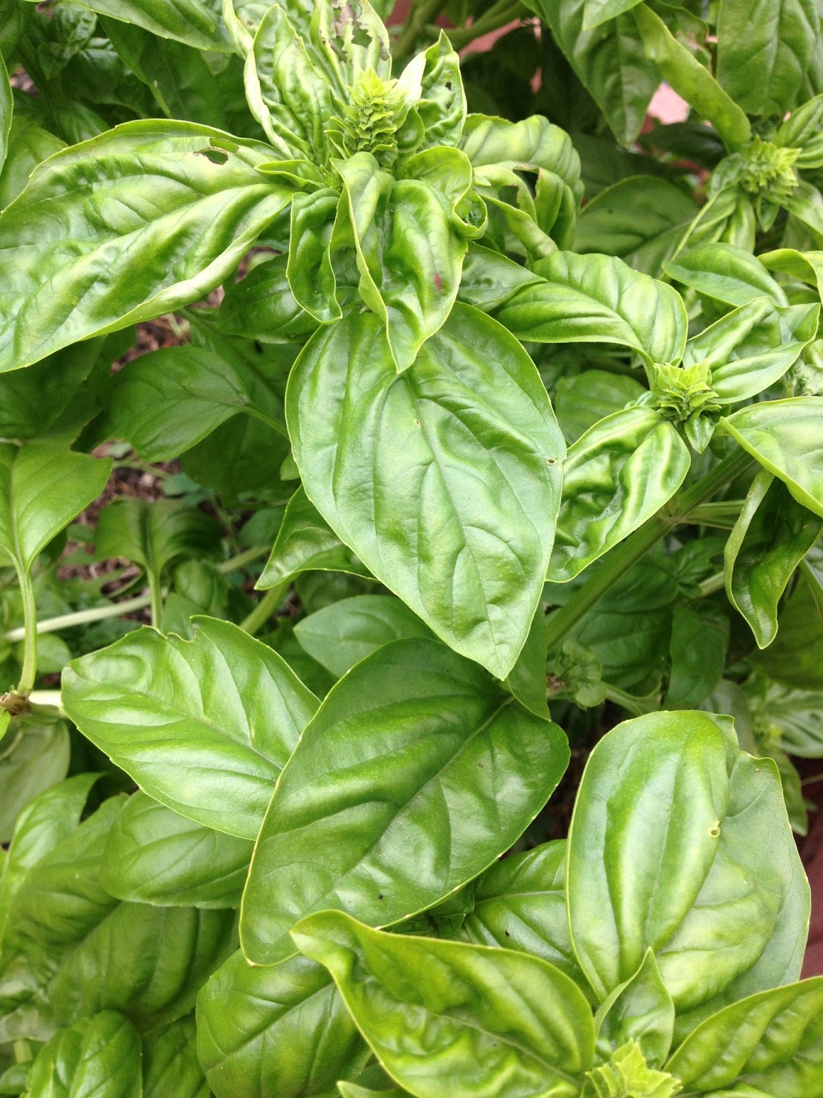 Fast, Cheap, and Good: Sustainability, One Choice at a Time: In Praise ...