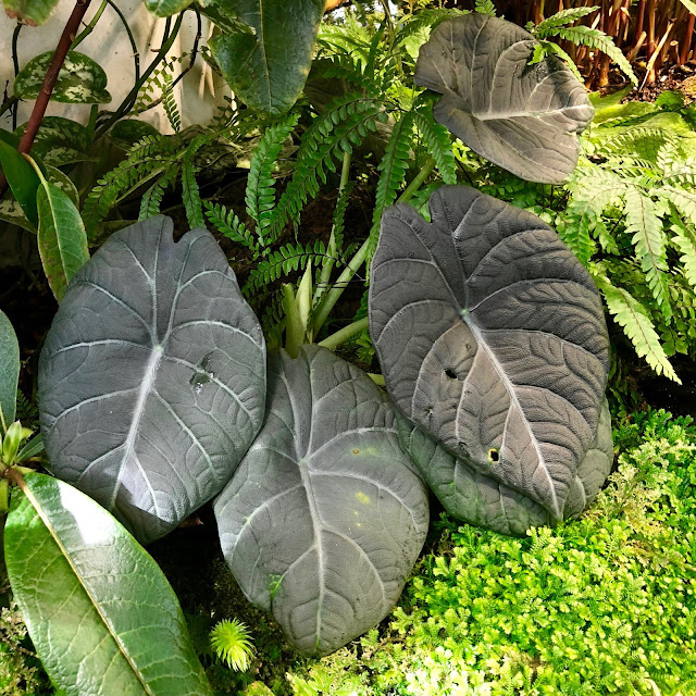 Bonney Lassie: Inside The Amazon Spheres Part II