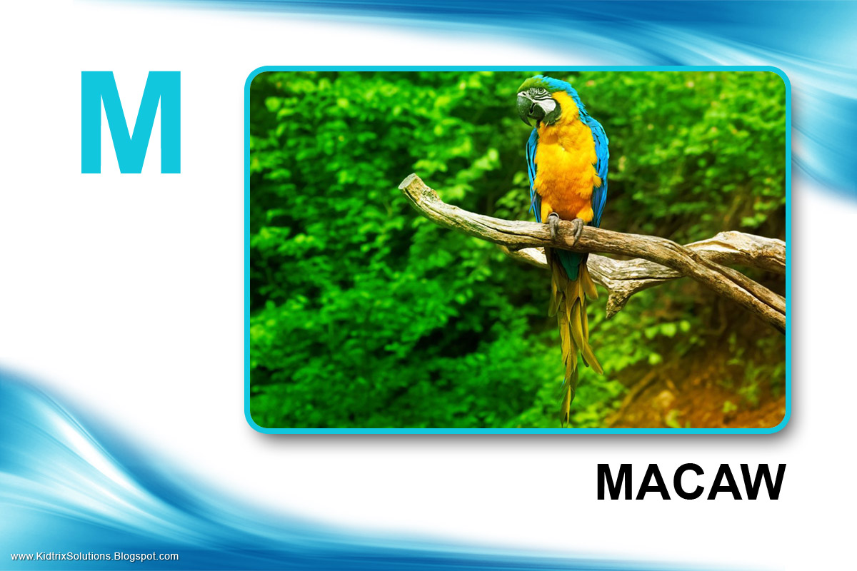 Kidtrix: Birds - ABC