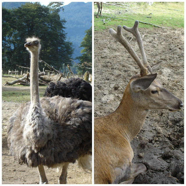 Tá indo pra onde?: Região dos Lagos Andinos: saltos do rio Petrohue e o ...