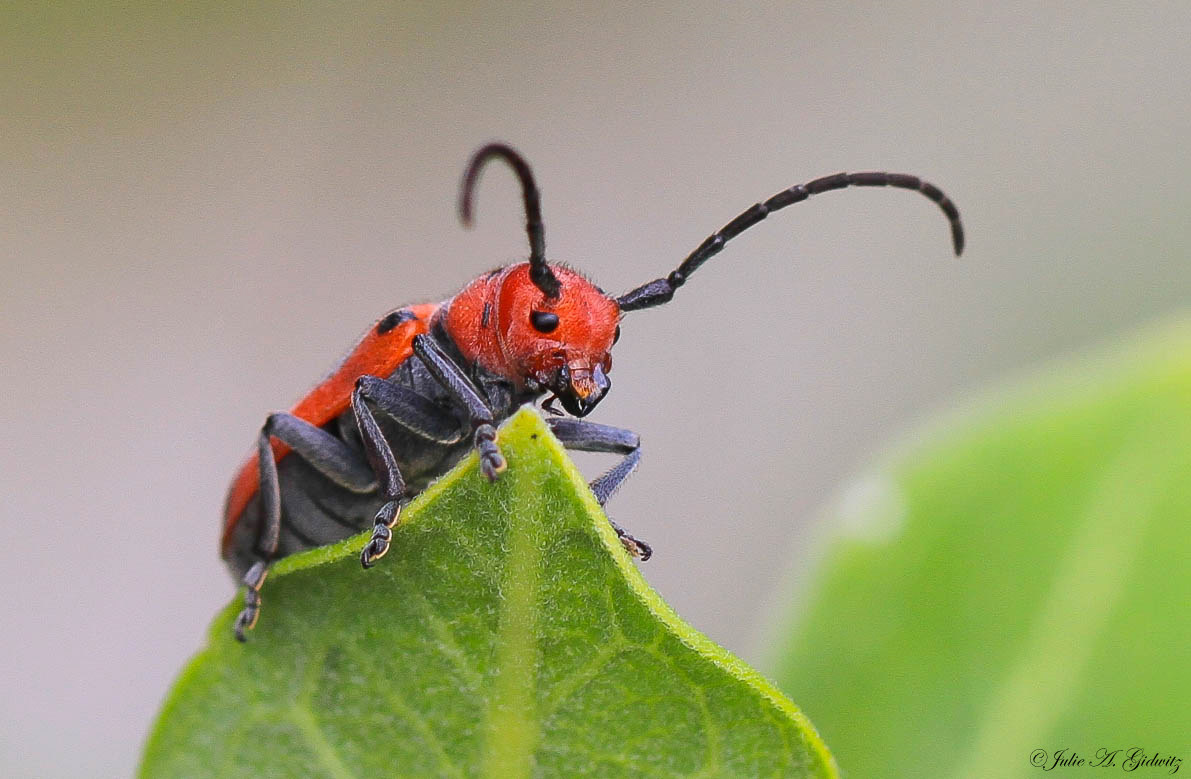 Nature's Splendor: Summer Delights