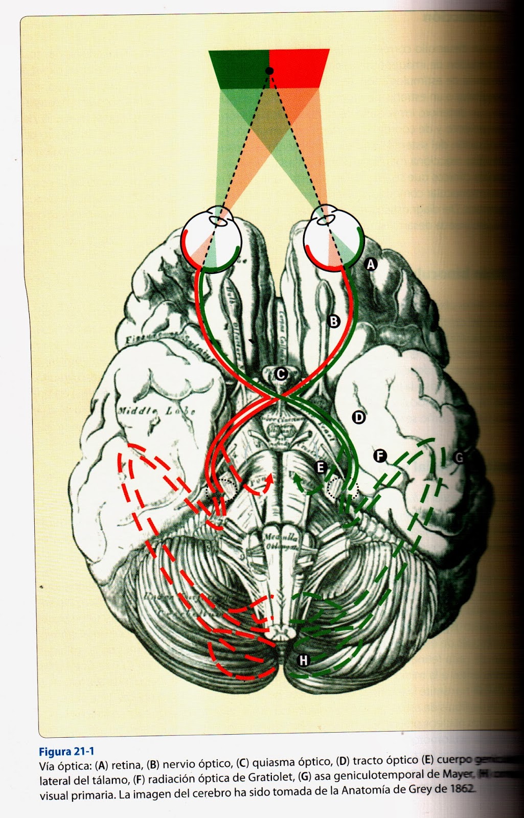 Clínica Optométrica 1 (IUO): OBJETIVO 8- VALORACIÓN PUPILAR, VIA VISUAL ...