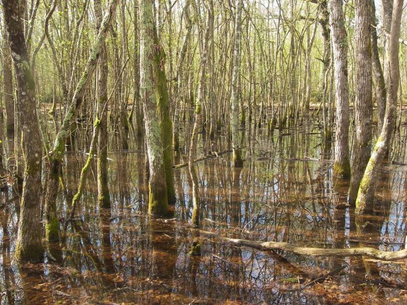 Le paludi: caratteristiche e informazioni sull'ambiente paludoso
