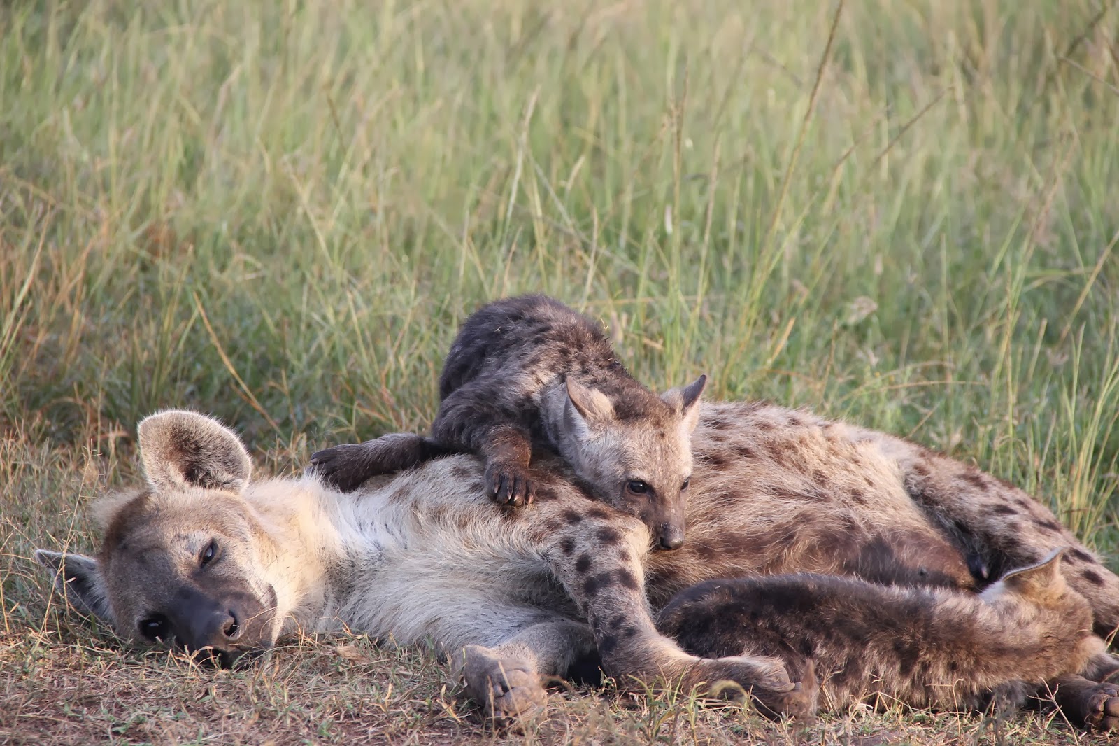 Notes From Kenya: MSU Hyena Research: Life can be hard for a hyena cub.