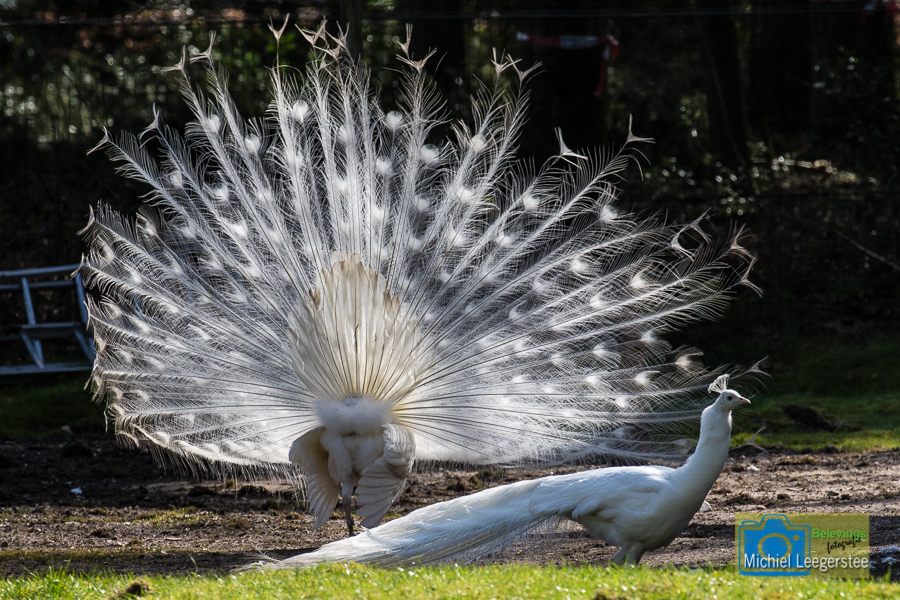 Belevingsfotografie: Witte Pauwen van Staverden