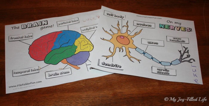 Human Body Unit - Brain & Nerves - My Joy-Filled Life