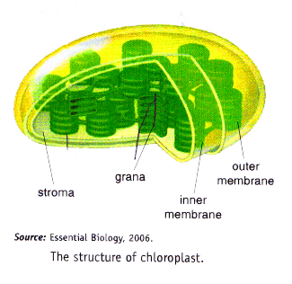 Structure And Function Of Cell Organelle Plastid - New Science Biology