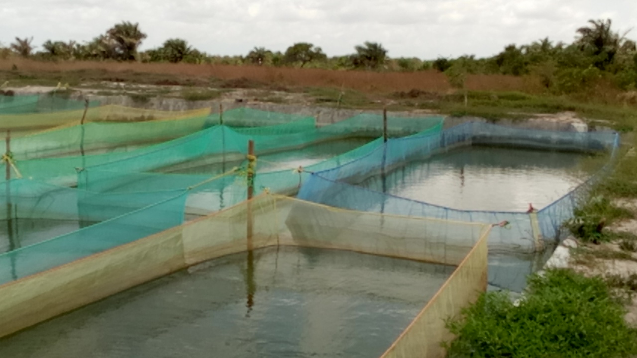 Aqua-business con: Rearing of fish in Hapa