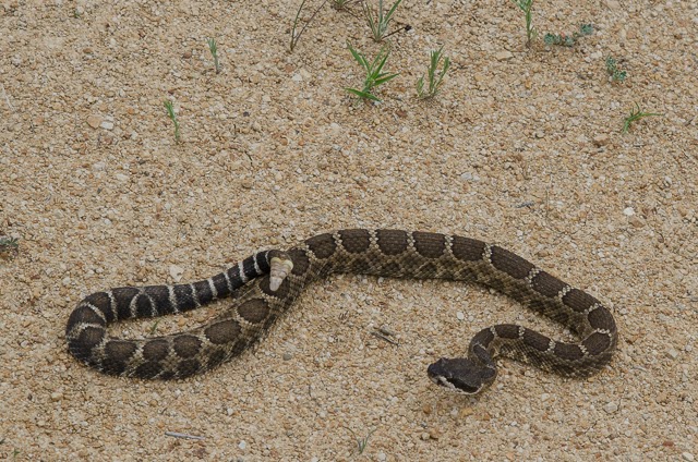 Dipper Ranch: Vote for the 2014 Walnut Label