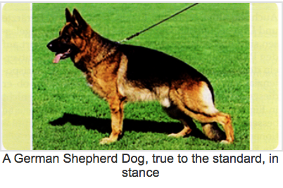 The Evolution of the Back of the German Shepherd Dog - Page 4