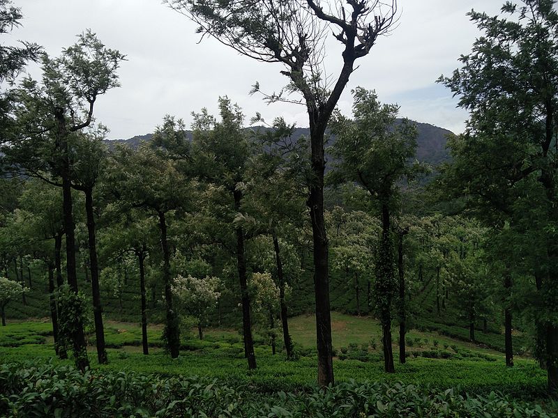 Tamilnadu Tourism: Manjolai Tea Estate, Manjolai Hills