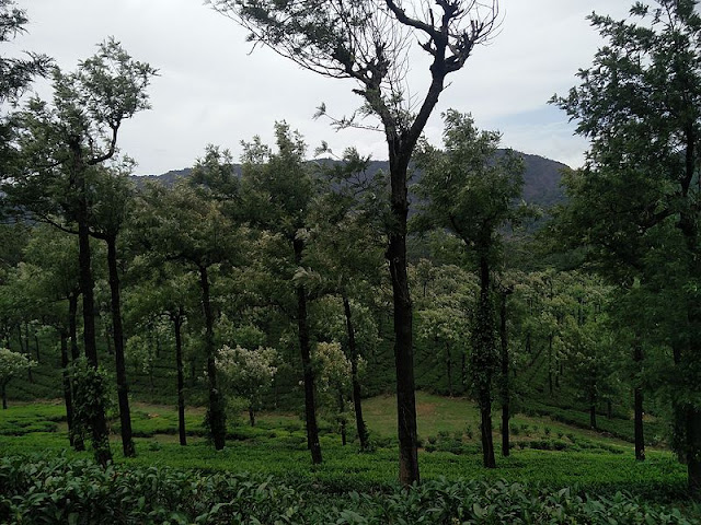Tamilnadu Tourism: Manjolai Tea Estate, Manjolai Hills
