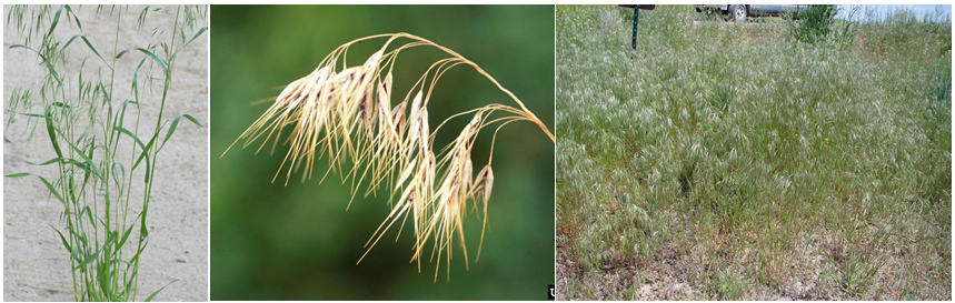 Ecosystem Impacts of Invasive Species: Invasion of Exotic Grasses ...