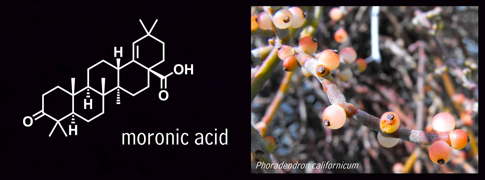 Plants Are Chemists: 2020