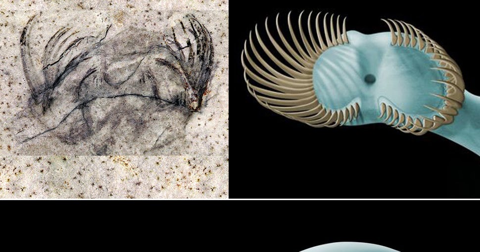 Species New to Science: [Paleontology • 2017] Capinatator praetermissus ...