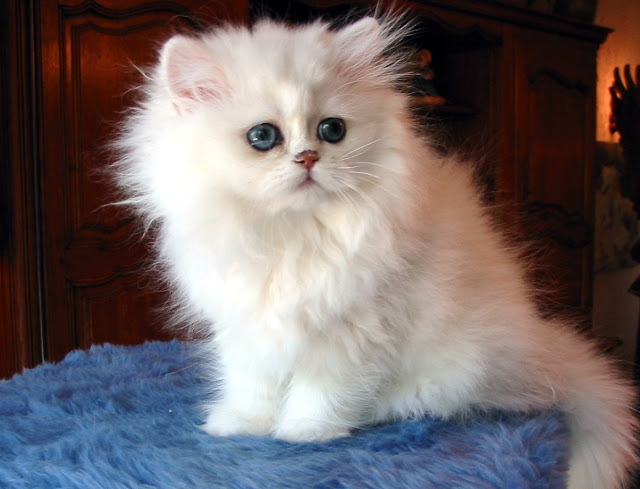 El blog de los gatitos: ¡Gatos blancos!