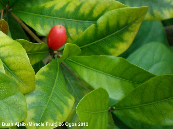 My Small Garden: Buah Ajaib - Miracle Fruit