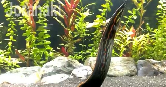 Harus tau Mengenal Ikan Sili atau Berod | Mancing Yuk Gaes