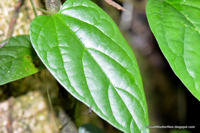 The Forested Path (and Beyond): BUTTERFLIES of RAUB: The Common Batwing ...