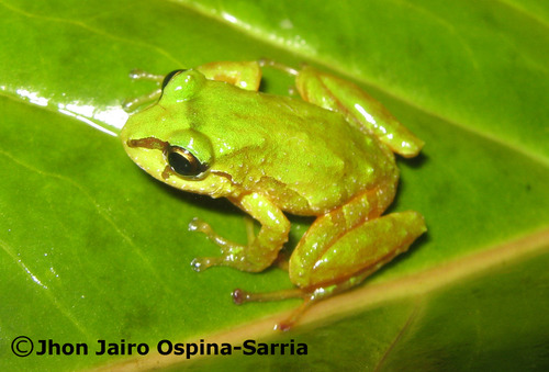 Frutas,Animales y platos típicos de Popayan