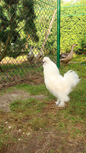 Amatorska hodowla drobiu ozdobnego: Rasy