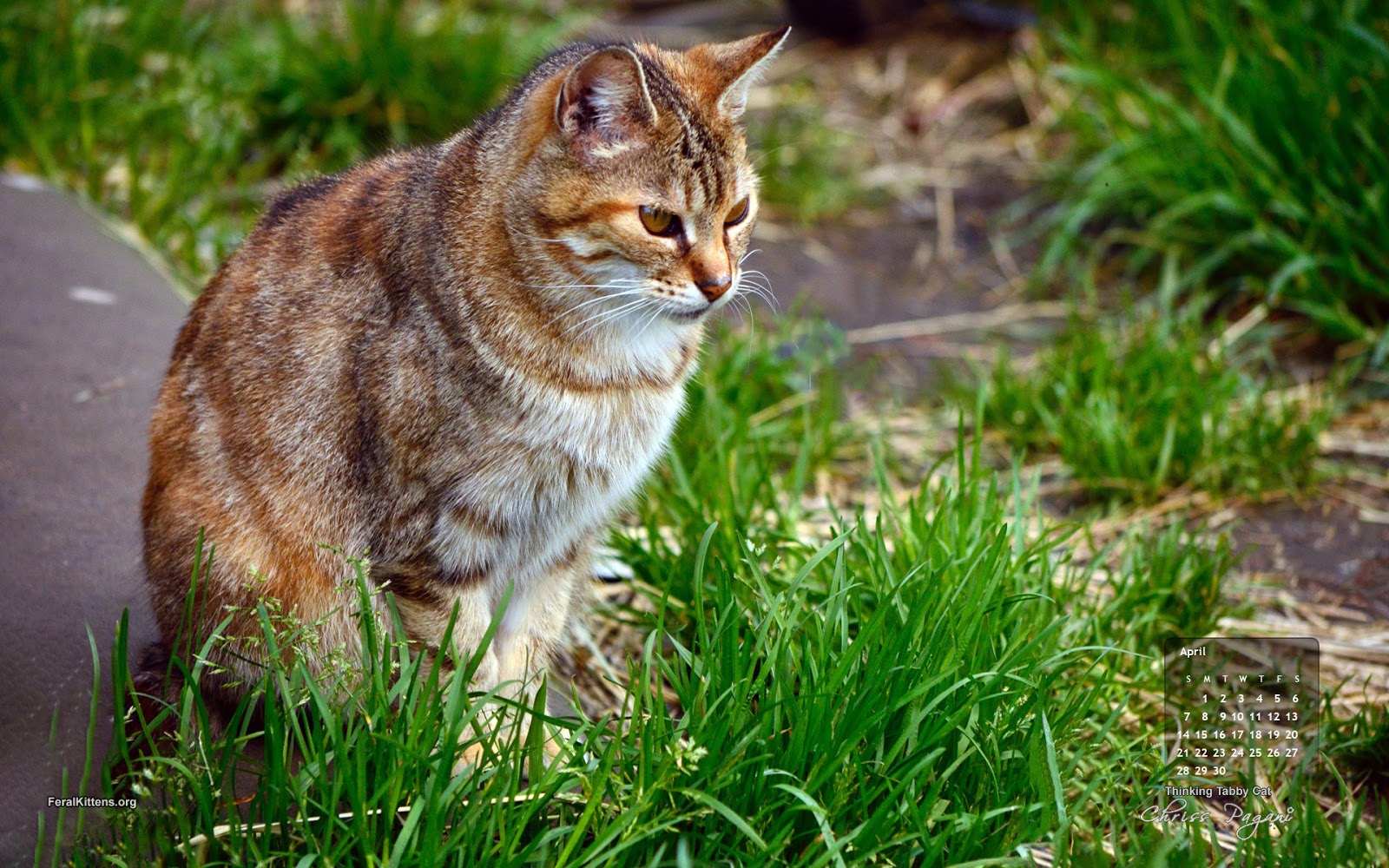 April Cat of the Month Calendar Wallpaper is Thinking About...