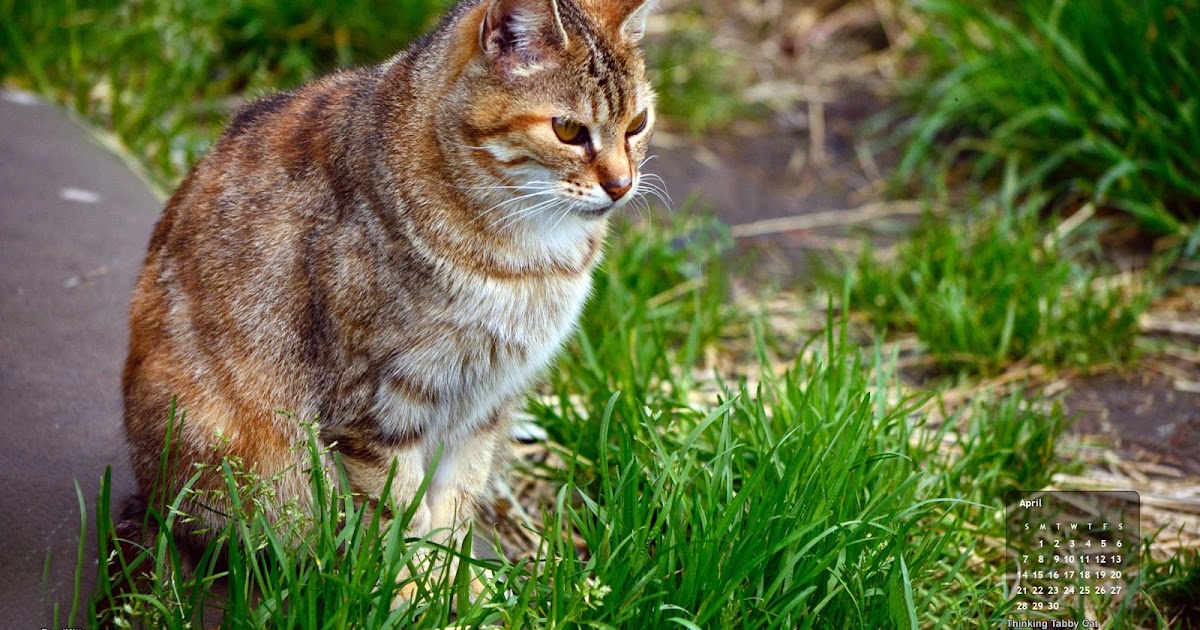 April Cat of the Month Calendar Wallpaper is Thinking About...