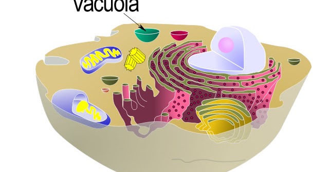 BioloGuía: VACUOLA