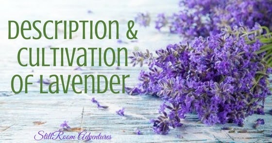 Description and Cultivation of Lavender