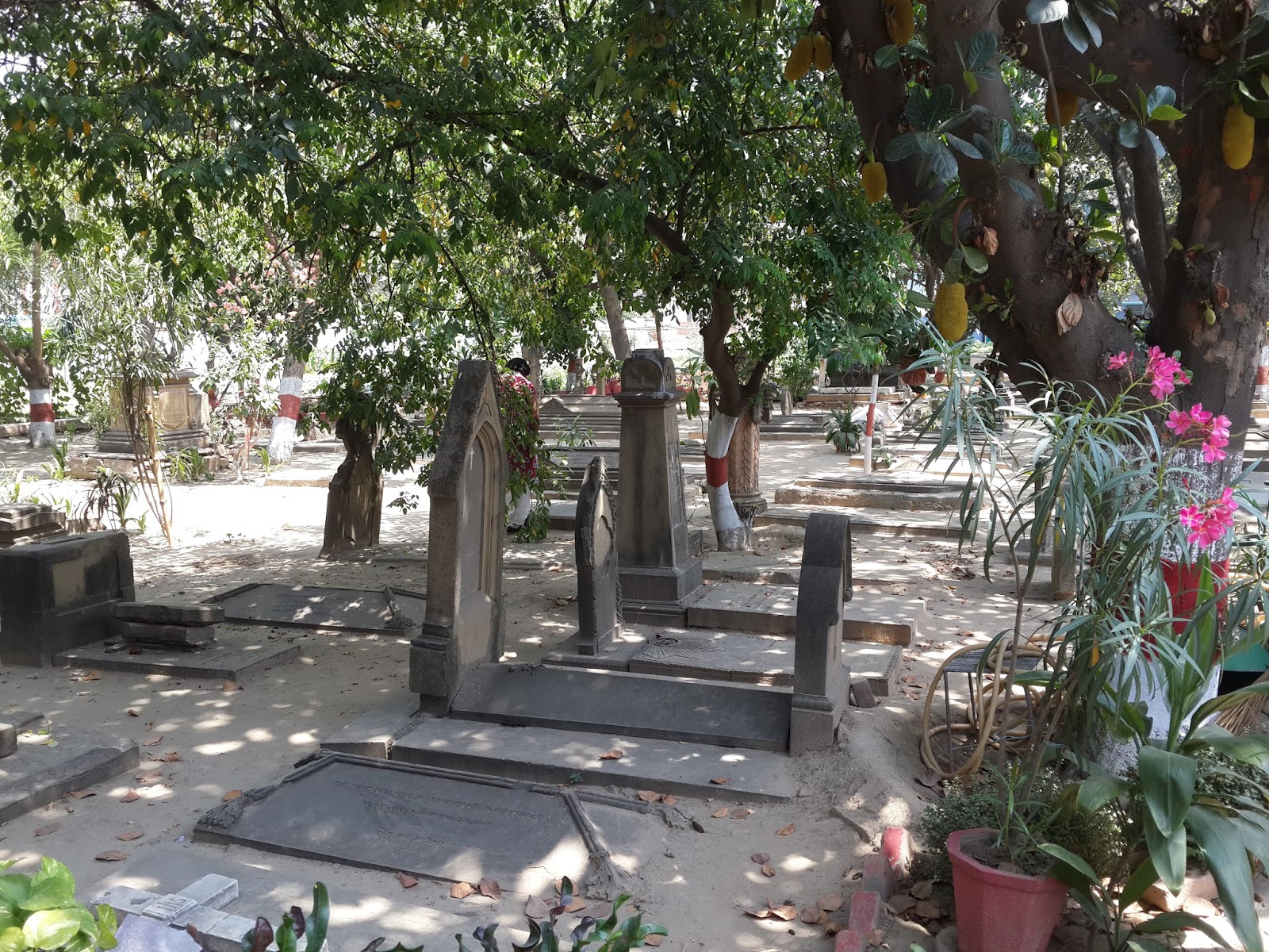 guava gardens: The Chiria Jheel Cemetery, Lucknow