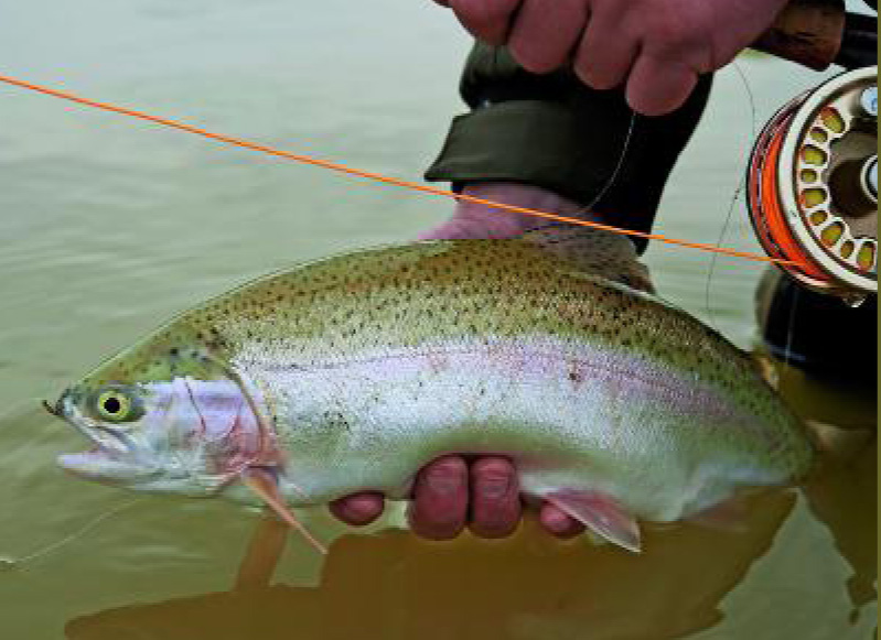 Catch Bigger Trout on the Bung