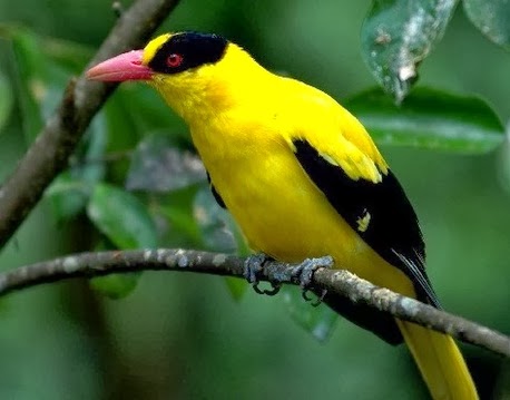 Jenis Jenis Kepodang Yang Populer ~ Gembala News