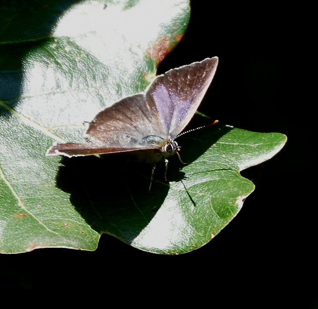 Lancashire and Lakeland Outback Adventure Wildlife Safaris: Purple ...