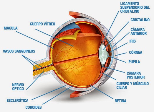 Fotos del ojo humano y sus partes - Imagui